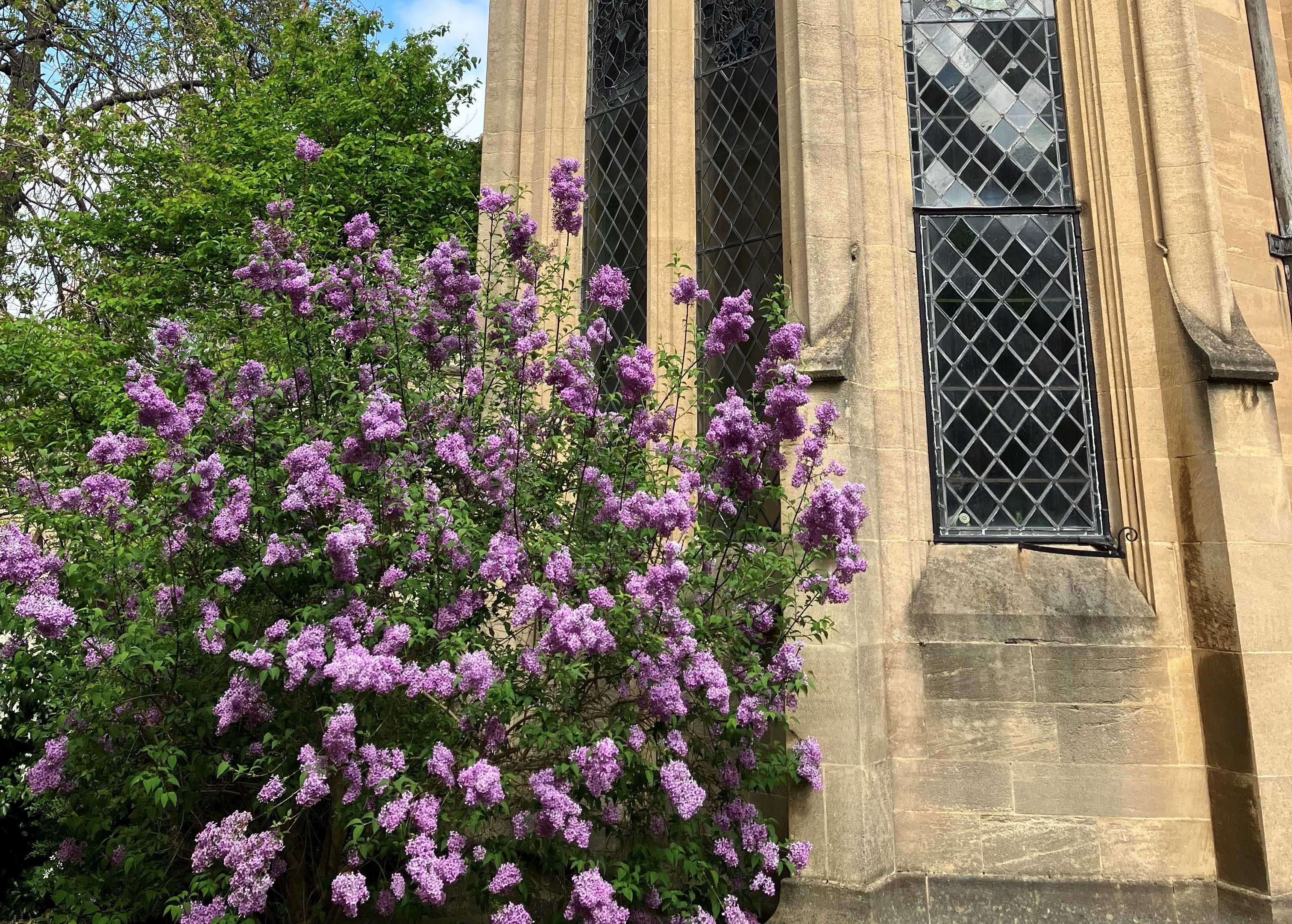 Appreciating Spring | Harris Manchester College